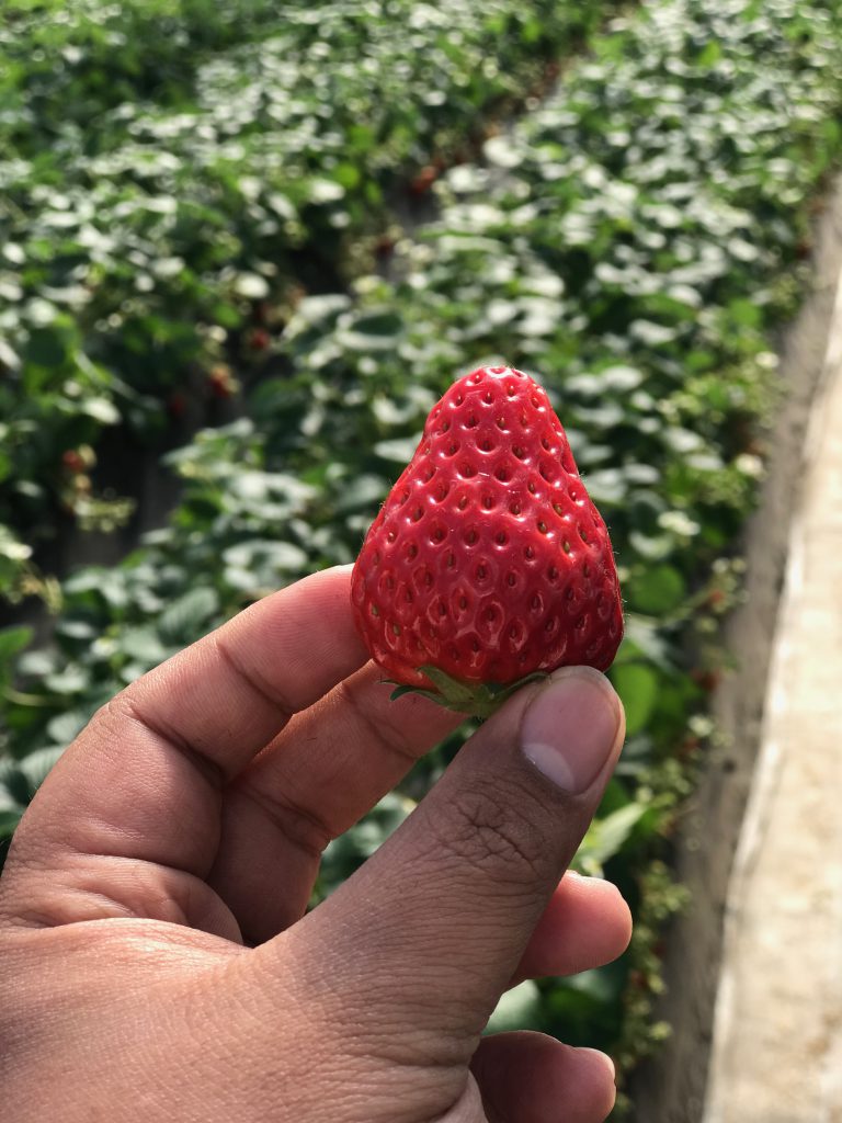 Strawberry - WA-SHOKU Japanese Jobs & Foods.